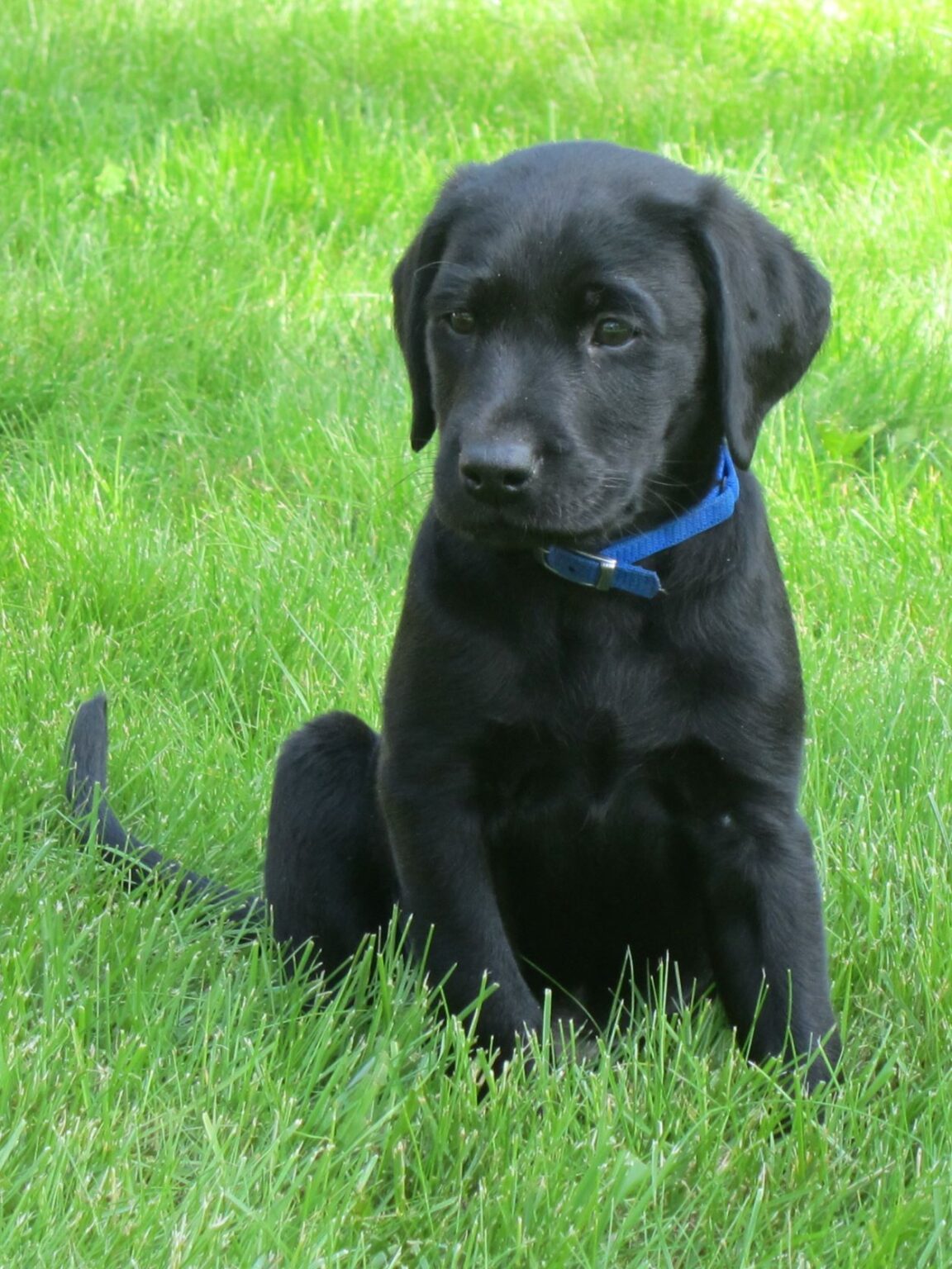 Koiran hyvinvointi - Eläintieto.fi